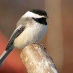 Nuthatch Vs Chickadee - Differences, Similarities & Distinctive Features