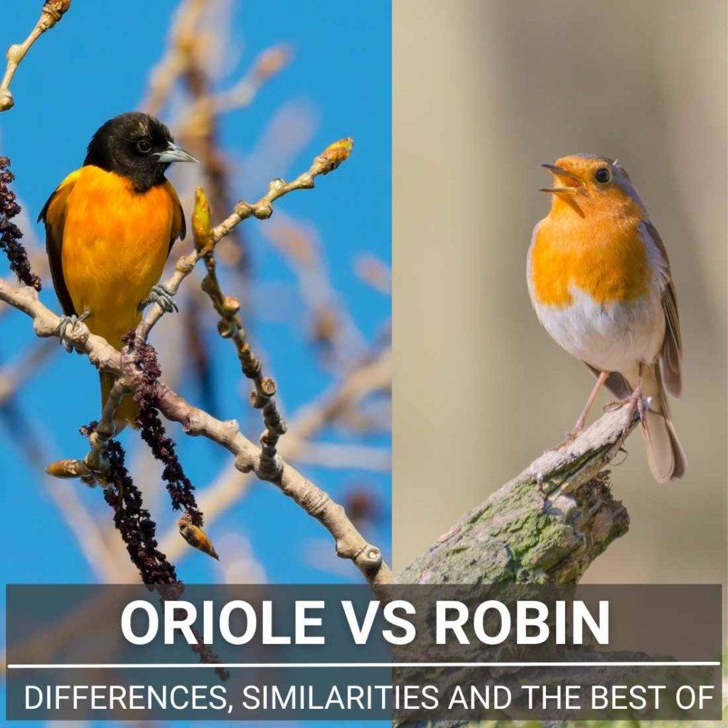 Oriole Vs Robin - A Guide To Differences And Similarities