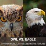 Owl Vs. Eagle - A Full Guide To Differences And Similarities