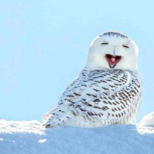 Are Owls Good Luck Or Bad Omens? Superstitions Explained