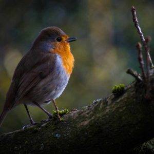 Red Robin Vs Cardinal: Exploring Intricacies (Full Guide)