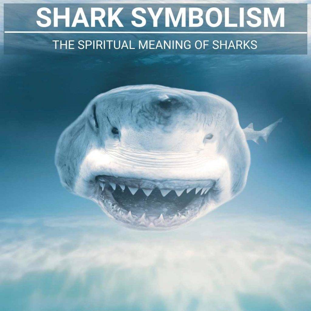 Shark Symbolism: Spiritual Meaning, Tooth Necklace & Mythology