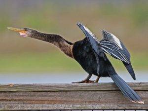 Anhinga Vs Cormorant - Difference, Similarities, And Best Features