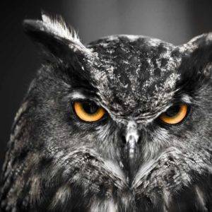 Are Owls Good Luck Or Bad Omens? Superstitions Explained