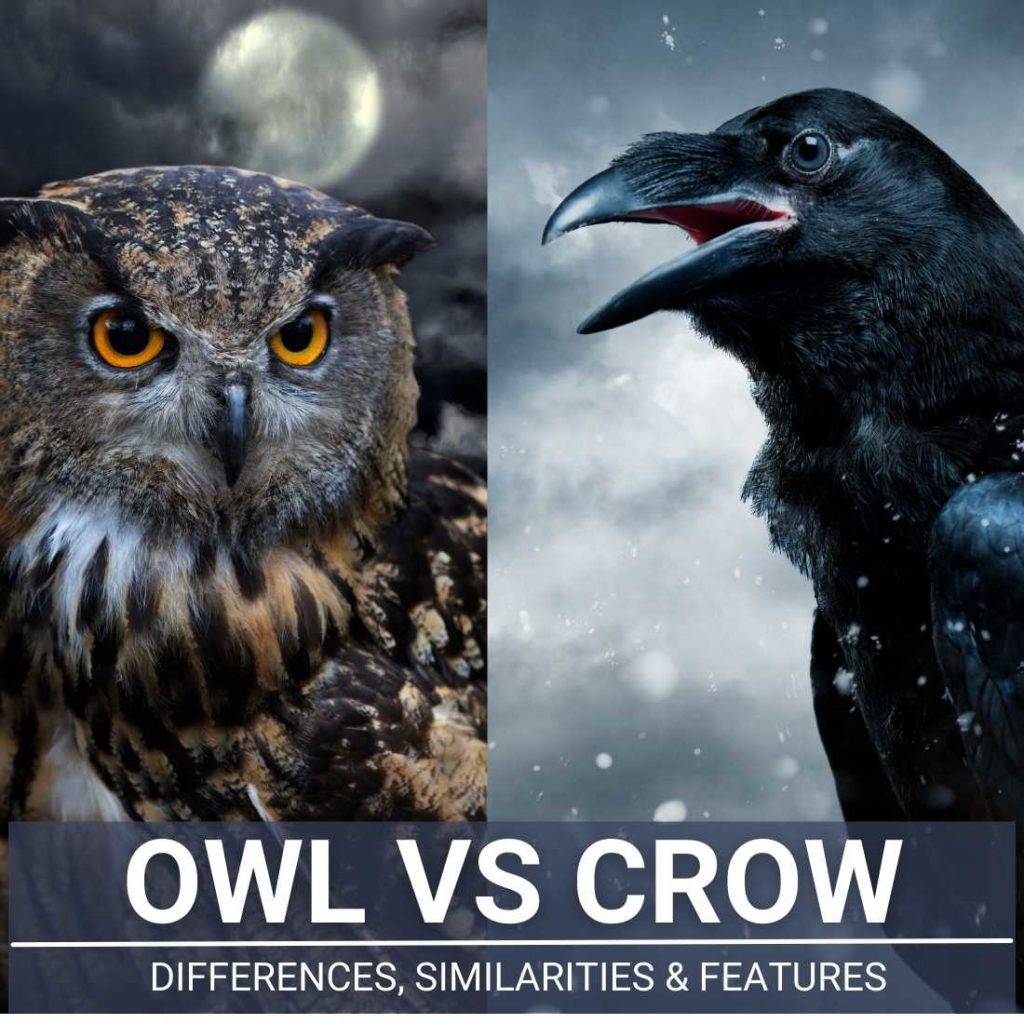 Crow Vs Owl: Differences, Diet & Relationship Explained