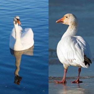 Swan Vs Snow Goose - A Guide About Similarities And Differences