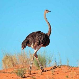 Ostrich Symbolism: Spirit Animal Meaning & Feather Symbolism
