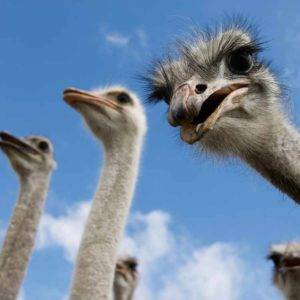 Ostrich Symbolism: Spirit Animal Meaning & Feather Symbolism