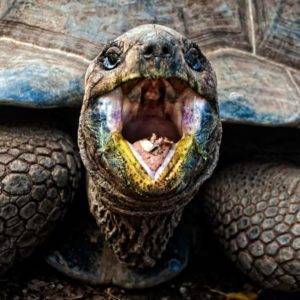 Animals That Represent Life: Which One Represents You?