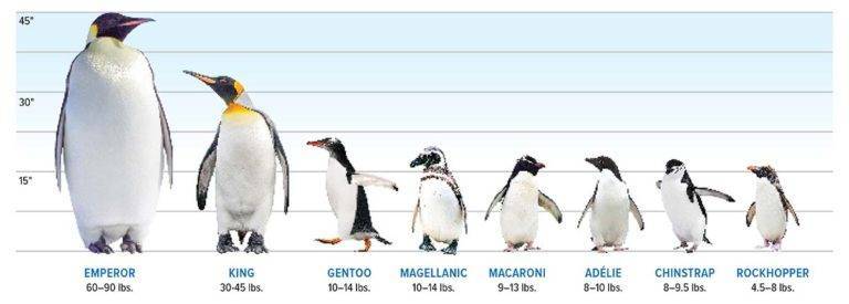King Vs Emperor Penguins: Differences & Similarities