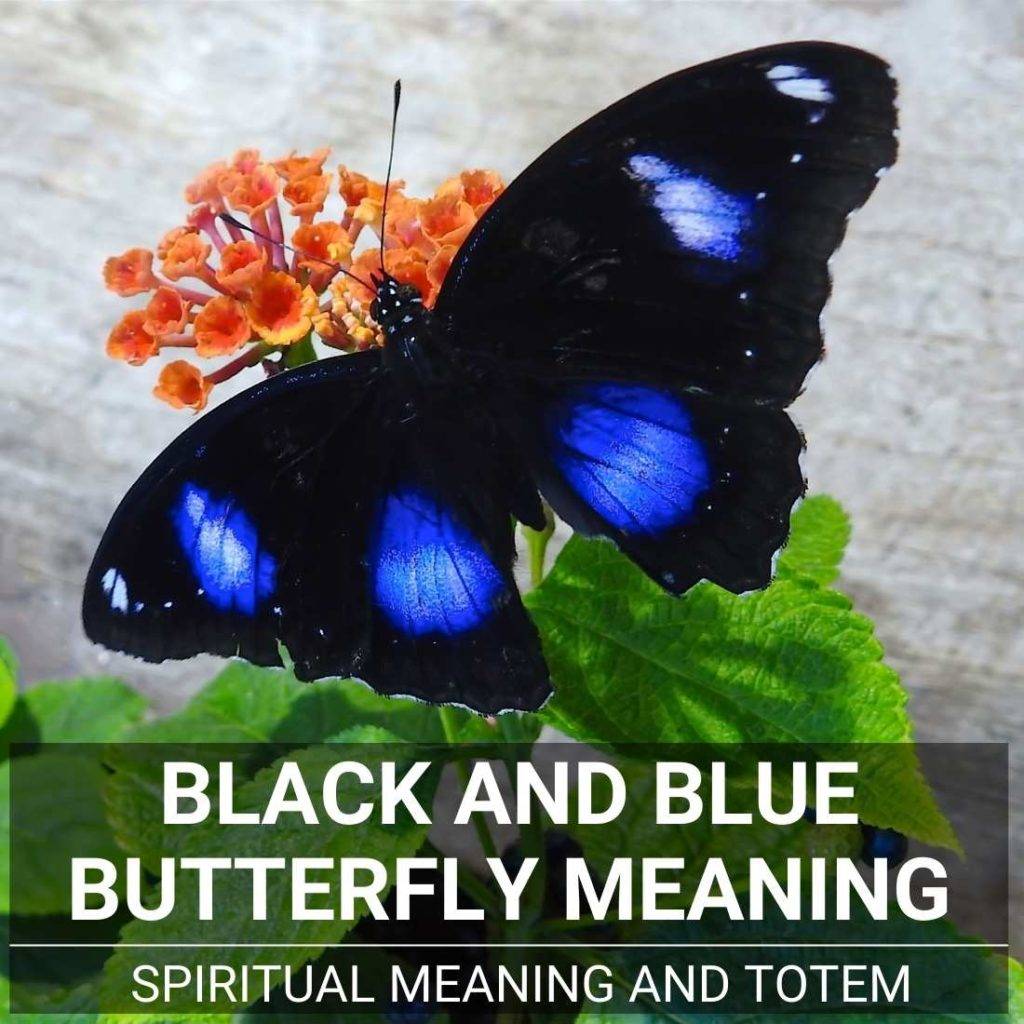 Black And Blue Butterfly Meaning: The Balance Of Power