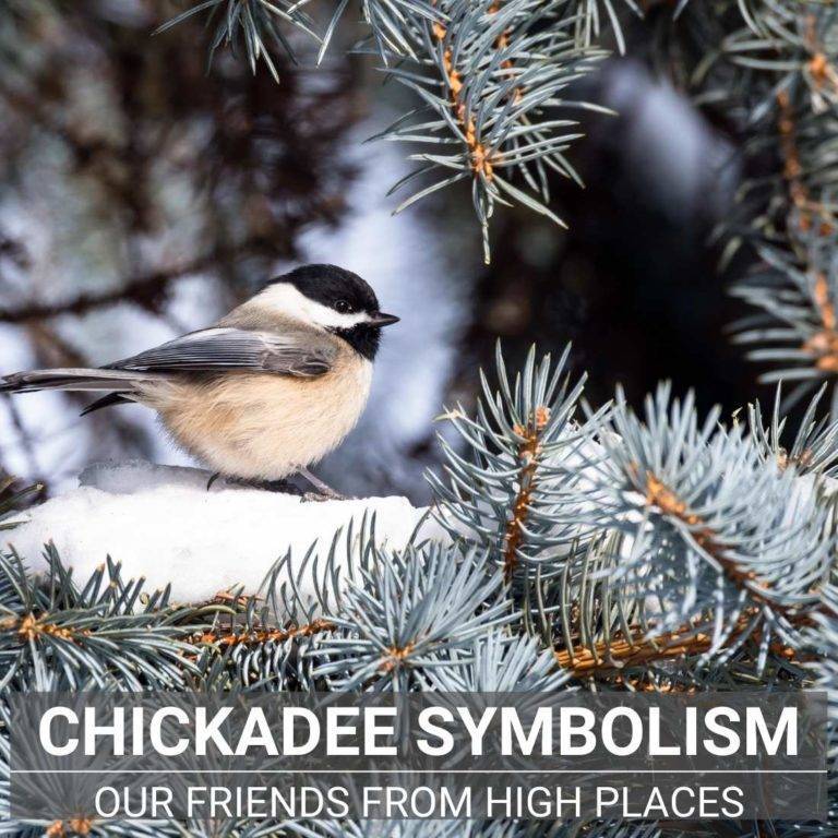 Black-Capped Chickadee Spiritual Meaning & Symbolism: 10 Facts
