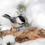 Chickadee Symbolism And Spiritual Meaning - A Full Guide