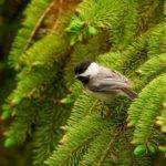 Chickadee Symbolism And Spiritual Meaning - A Full Guide