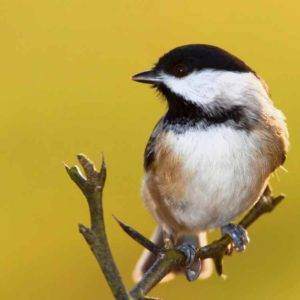 Black-Capped Chickadee Spiritual Meaning & Symbolism: 10 Facts