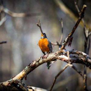 Robin Meaning & Symbolism: Spiritual Significance Of This Bird