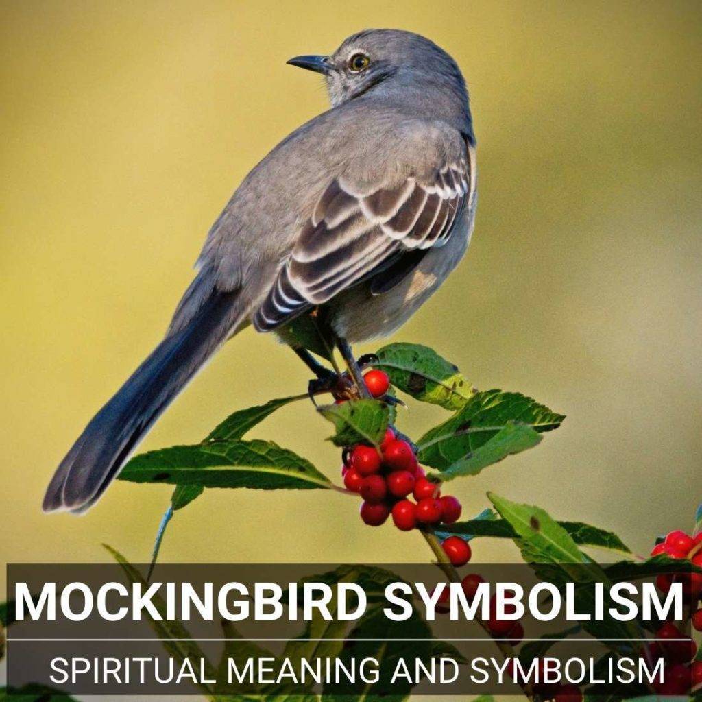 Mockingbird Spiritual Meaning: Symbolism & Cultural Significance