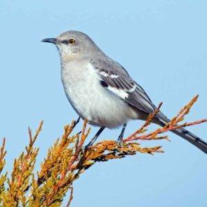 Mockingbird Spiritual Meaning: Symbolism & Cultural Significance