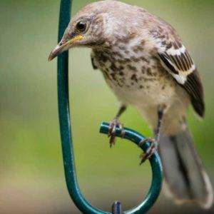 Mockingbird Spiritual Meaning: Symbolism & Cultural Significance