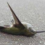 Dead Hummingbird Meaning: Spiritual Symbolism After Death