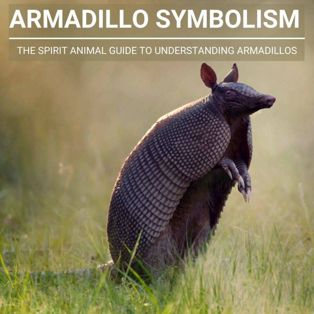 Armadillo Spiritual Meaning: Symbolism & Protection Powers