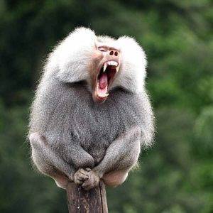 Symbols Of Greed: 10 Animals That Represent Greed & Selfish Desire