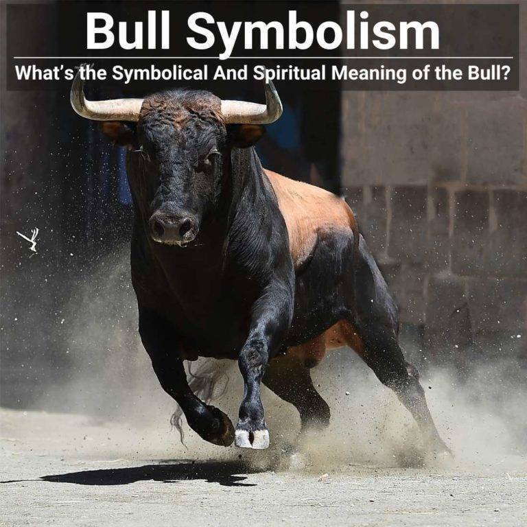 Bull Spiritual Meaning: What Do Bulls Symbolize & Represent?