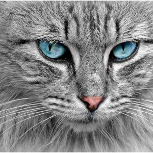 Dead Cat Symbolism: What It Means When You See A Dead Cat