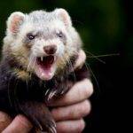Symbols Of Greed: 10 Animals That Represent Greed & Selfish Desire