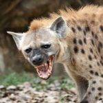 Symbols Of Greed: 10 Animals That Represent Greed & Selfish Desire