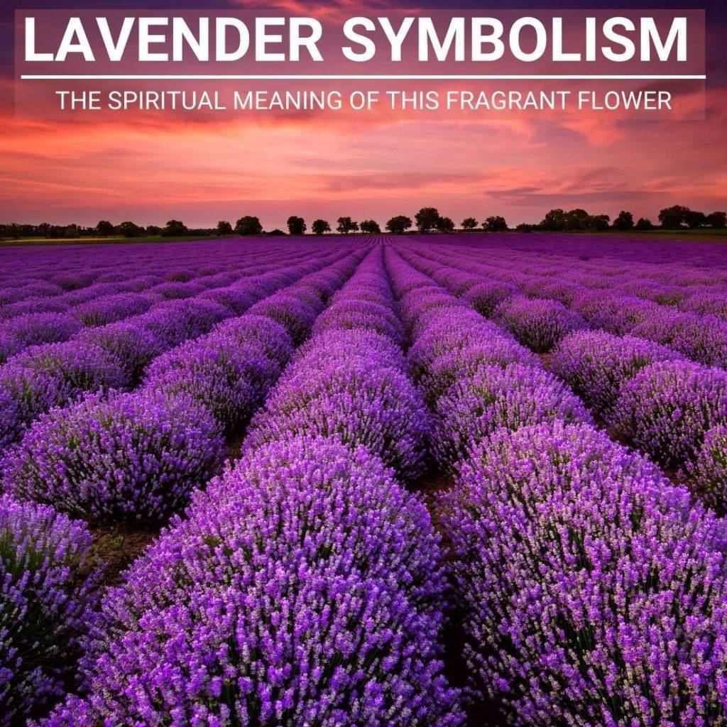 Unlocking Lavender's Spiritual Significance And Symbolism