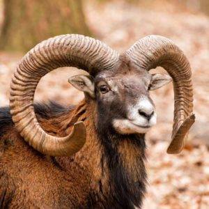 The Power Of The Ram Symbolism Across World Cultures