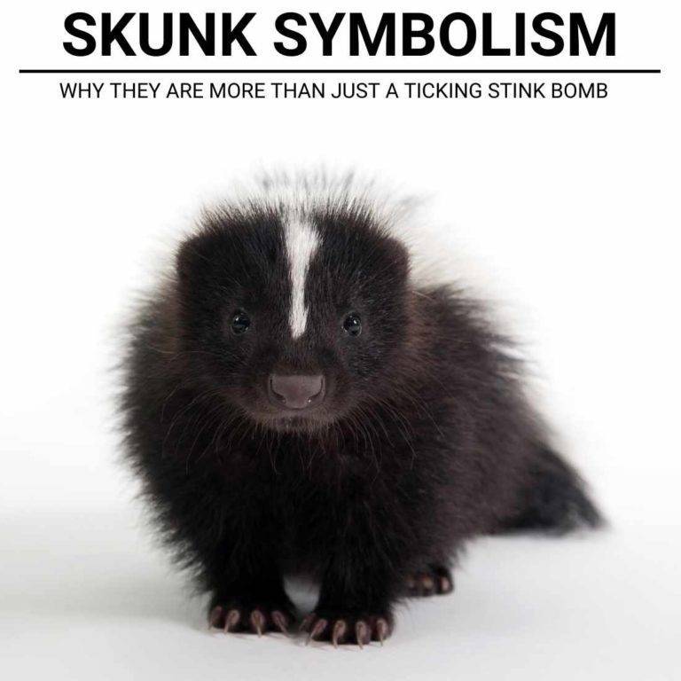 Skunk Symbolism: Spiritual Meanings, Dreams & Cultural Myths
