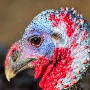 Turkey Symbolism: What Does The Turkey Spirit Animal Mean?