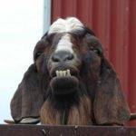 Symbols Of Greed: 10 Animals That Represent Greed & Selfish Desire