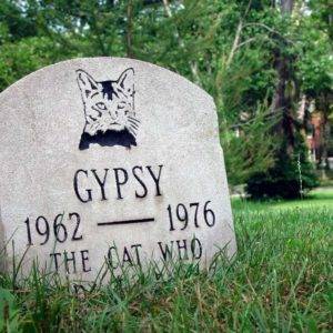 Dead Cat Symbolism: What It Means When You See A Dead Cat
