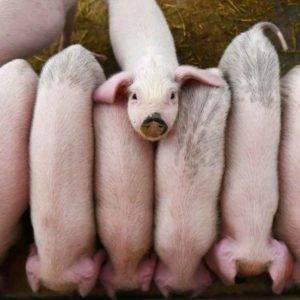 Unraveling The Mysteries Of Pig Symbolism & Interpretations