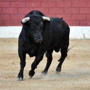 Bull Spiritual Meaning: What Do Bulls Symbolize & Represent?