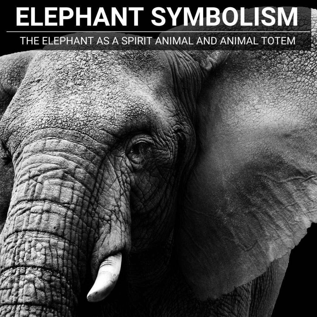 Elephant Symbolism: A Guide To The Spirit Animal And Animal Totem