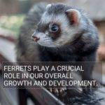 Ferret Symbolism: What Do Ferrets Represent Spiritually?