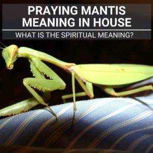 Insect Symbolism - What Is The Spiritual Meaning Of Bugs? - A Full Guide