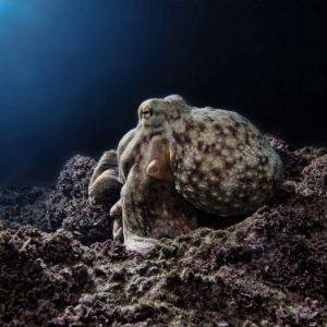 The Octopus Symbolism - A Guide To Meaning Of The Octopus