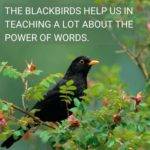 The Power Of Blackbird Symbolism: What You Need To Know