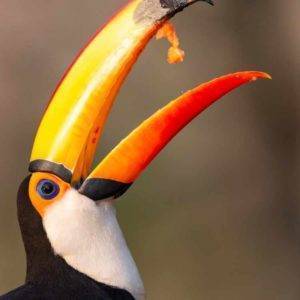 Toucan Spiritual Meaning: Spirit Animal & Symbolism Guide