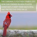 Cardinal Feather Meaning And What Finding One Means For You