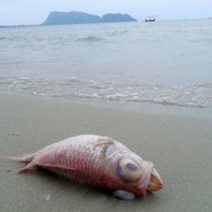 Exploring Dead Fish Meaning: Is The Symbolism Truth Or Tale?