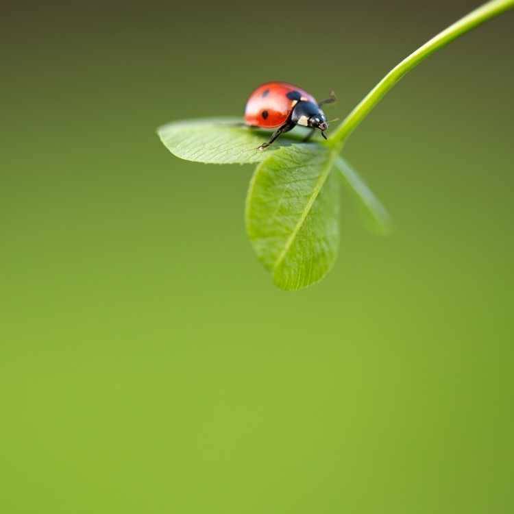 Ladybug Symbolism - Full guide to The Spiritual Meaning - The Easy Guide