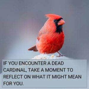 Dead Cardinal Meaning: Spiritual Omens And Symbolism Explained