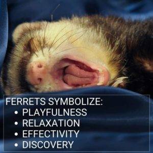 Ferret Symbolism: What Do Ferrets Represent Spiritually?