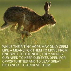 Discover Hare Symbolism: Spiritual Meaning And History